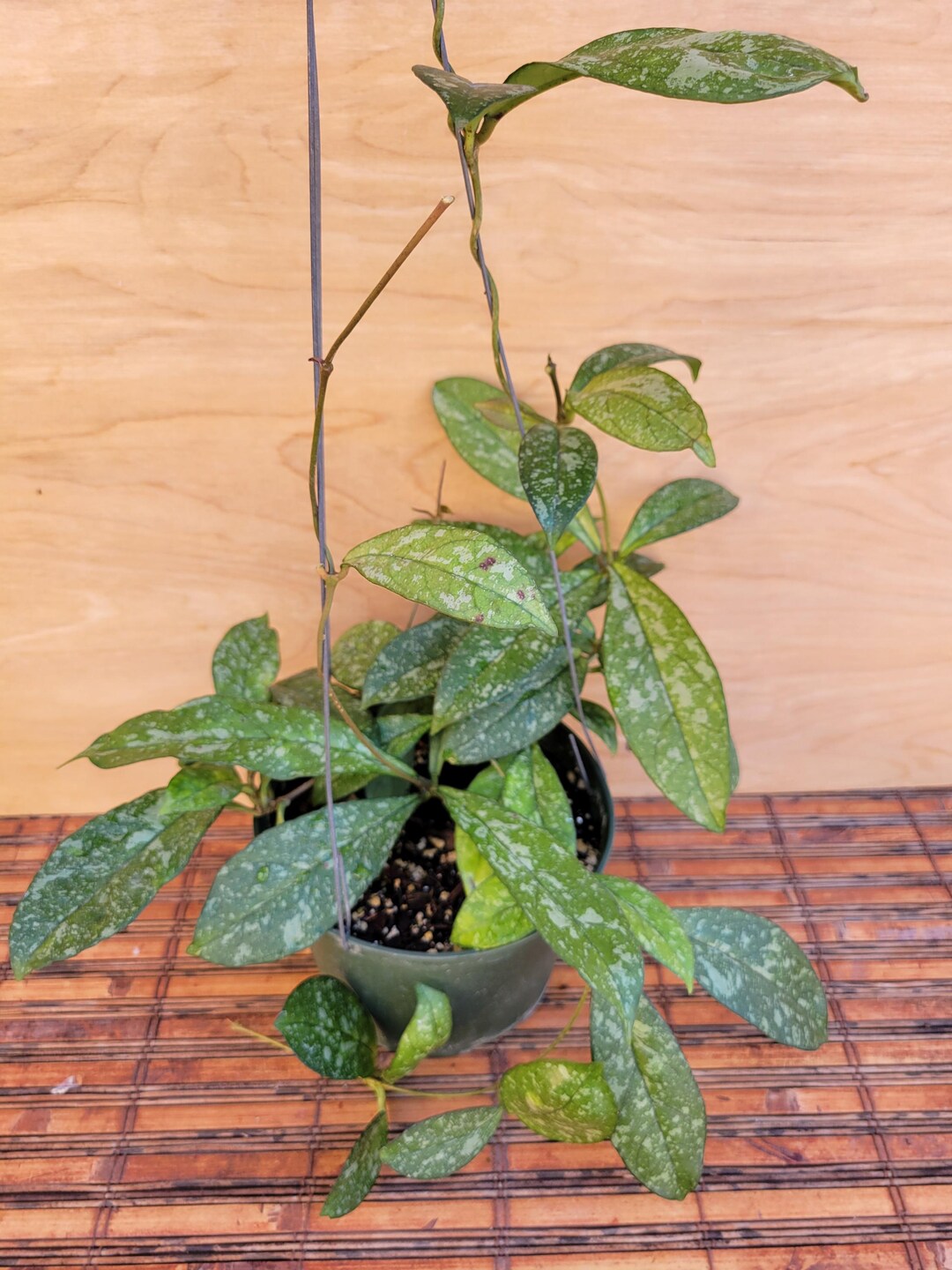 Hoya Crassipetiolata Splash in a 6 Inch Pot / Gorgeous Veined Leaves ...