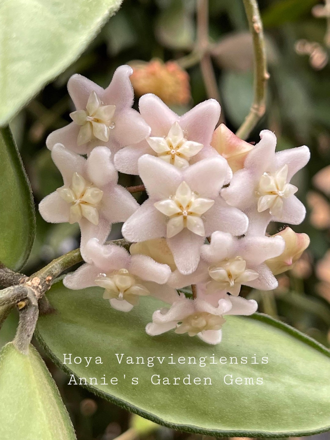 Hoya Vangviengiensis in 3 Inch Pots / Rare / Exact Plant / Beautiful ...