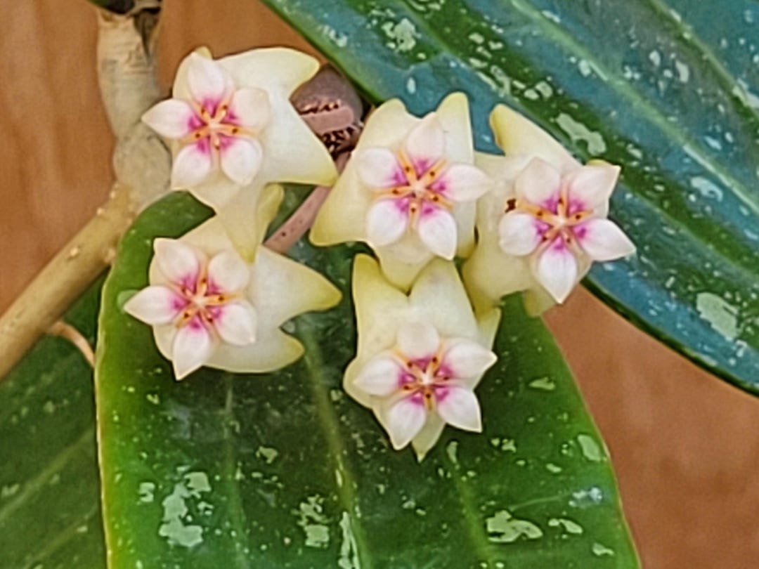 Hoya Sp. Loei Splash in 3 Inch Pots / Exact Plants / Well Established ...