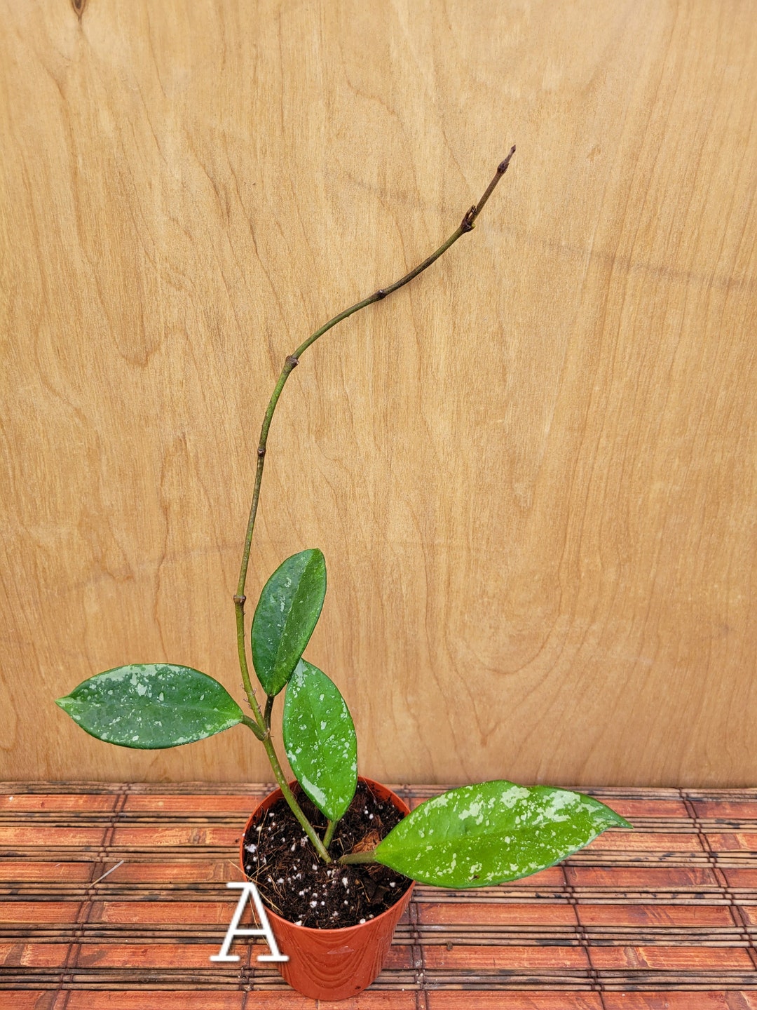 Hoya AH-074 in 3 Inch Pots / Exact Plants / Well Established / Silver ...