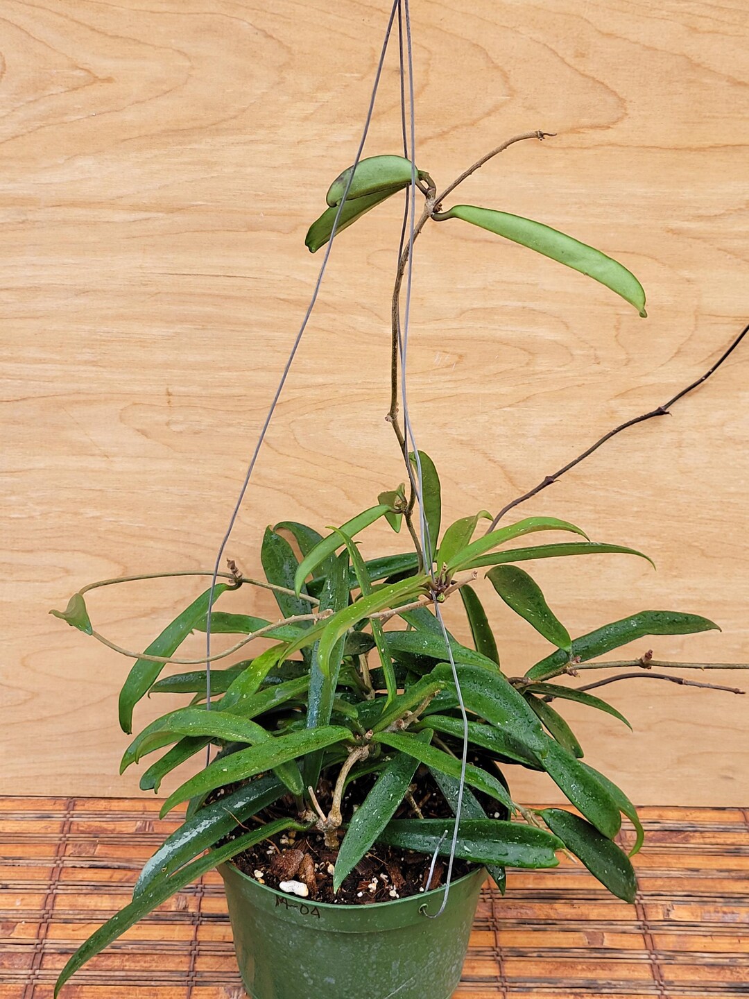 Hoya Minibelle in a 6 Inch Pot / Thick Green Leaves / Exact Plant ...