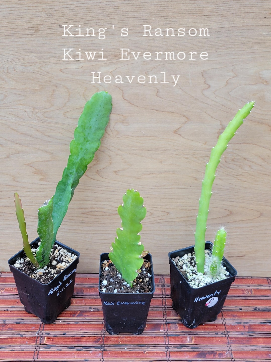 Epipihyllum Set of Three (king's Ransom, Kiwi Evermore, Heavenly) in 3 ...