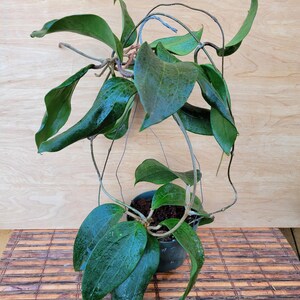 Hoya Rigida Large Leaf in a 6 Inch Pot / Exact Plant / Beautiful Veined ...