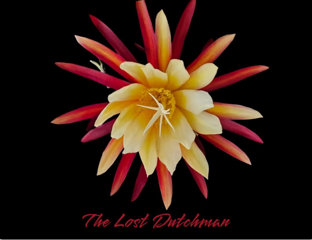 Epiphyllum the Lost Dutchman in 4 Inch Pots / Fragrant Flowers / Well ...