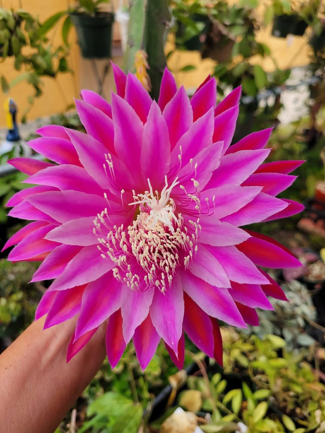 Epiphyllum Kiwi Razzal Dazzal With Flower BUDS in 4 Inch Pots / Well ...