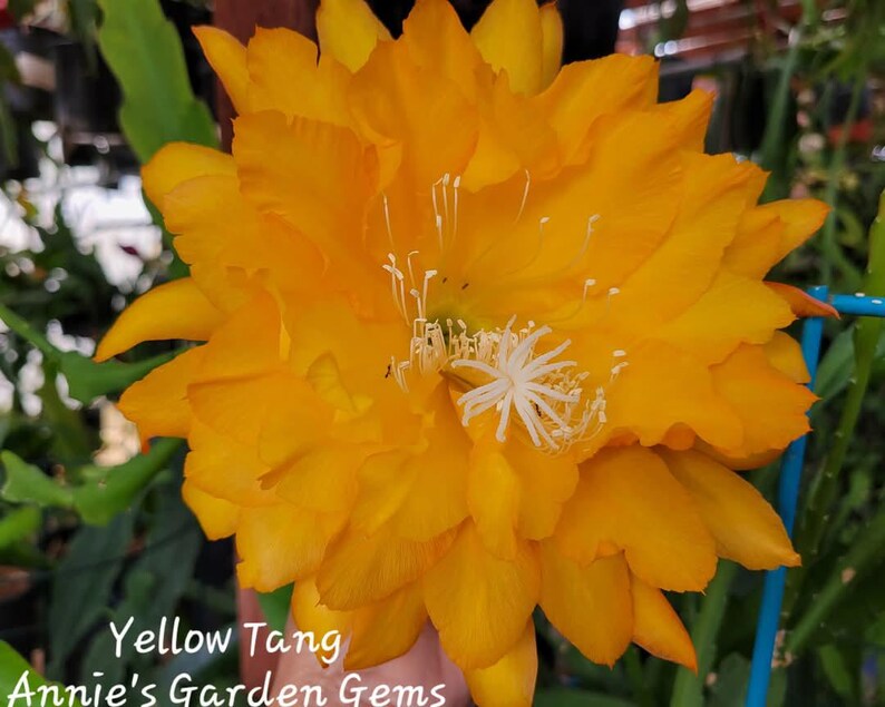 Yellow Tang Epiphyllum in 4 Inch Pots / Well Rooted / A Darryl Miyamoto ...