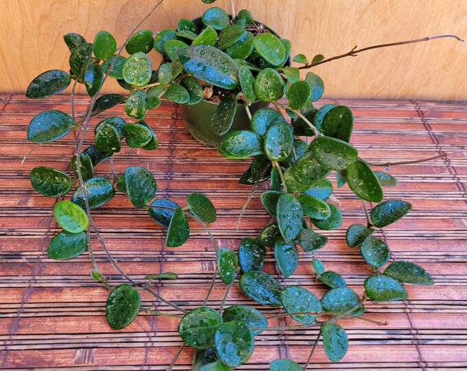 Hoya Mathilde in a 4 Inch Pot / Peduncles / Well Established / Exact ...