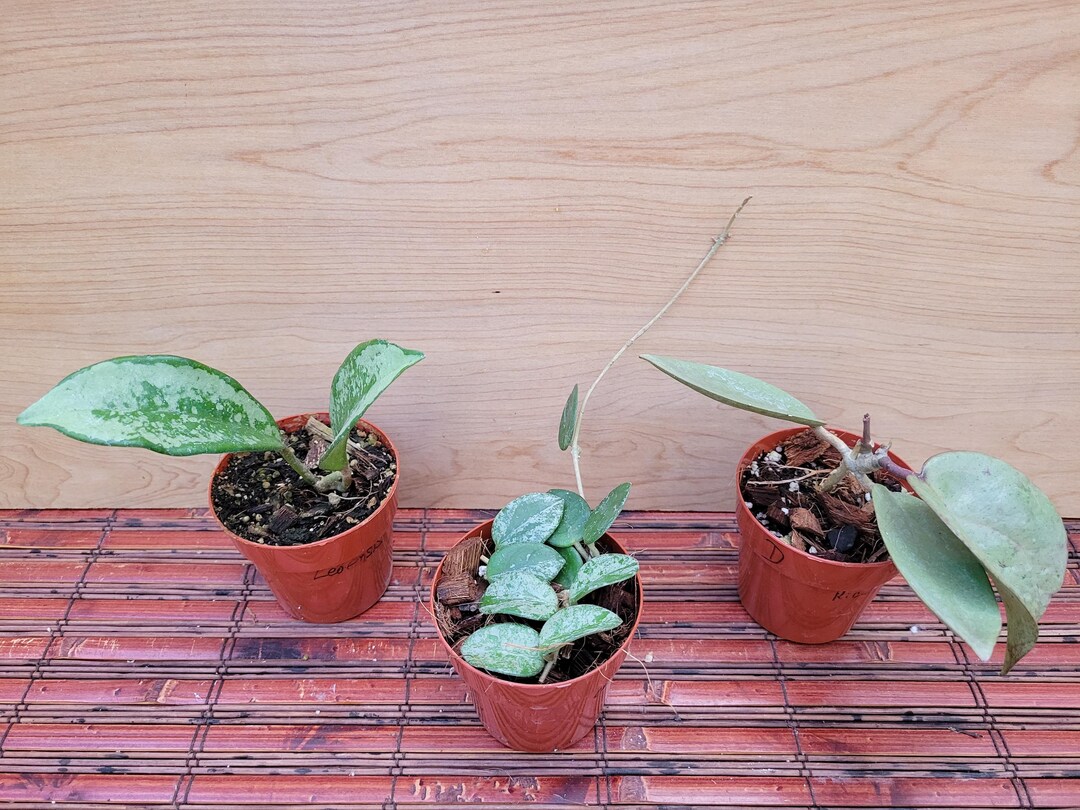 Hoya Set of Three (AH-074 Silver, Mathilde Splash, Silver Dollar) in 3 ...