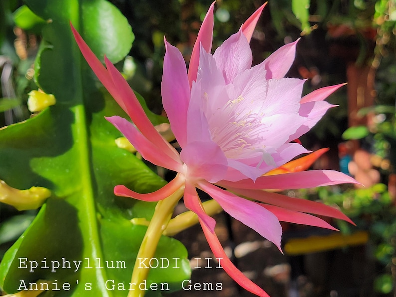 Epiphyllum KODI III in 4 Inch Pots / Fragrant Flowers / Orchid Cactus ...