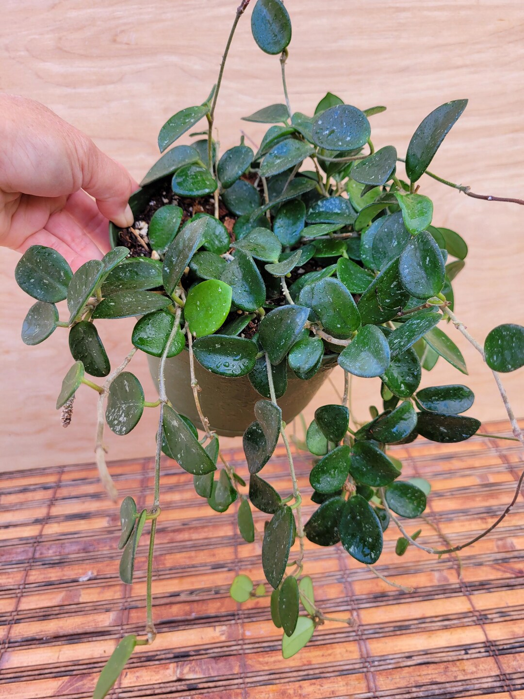 Hoya Mathilde in a 6 Inch Pot / Many Peduncles / Well Established ...
