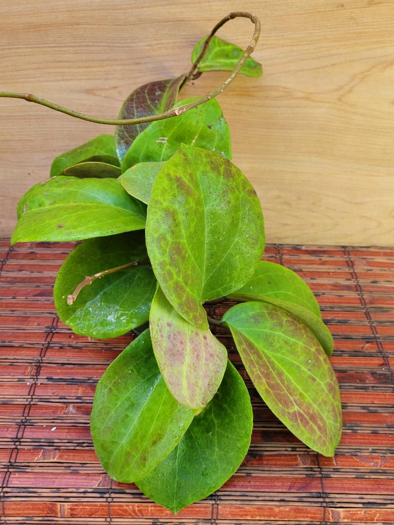 Hoya Surigaoensis in a 4.25 Inch Pot / Beautiful Large Veined Leaves ...