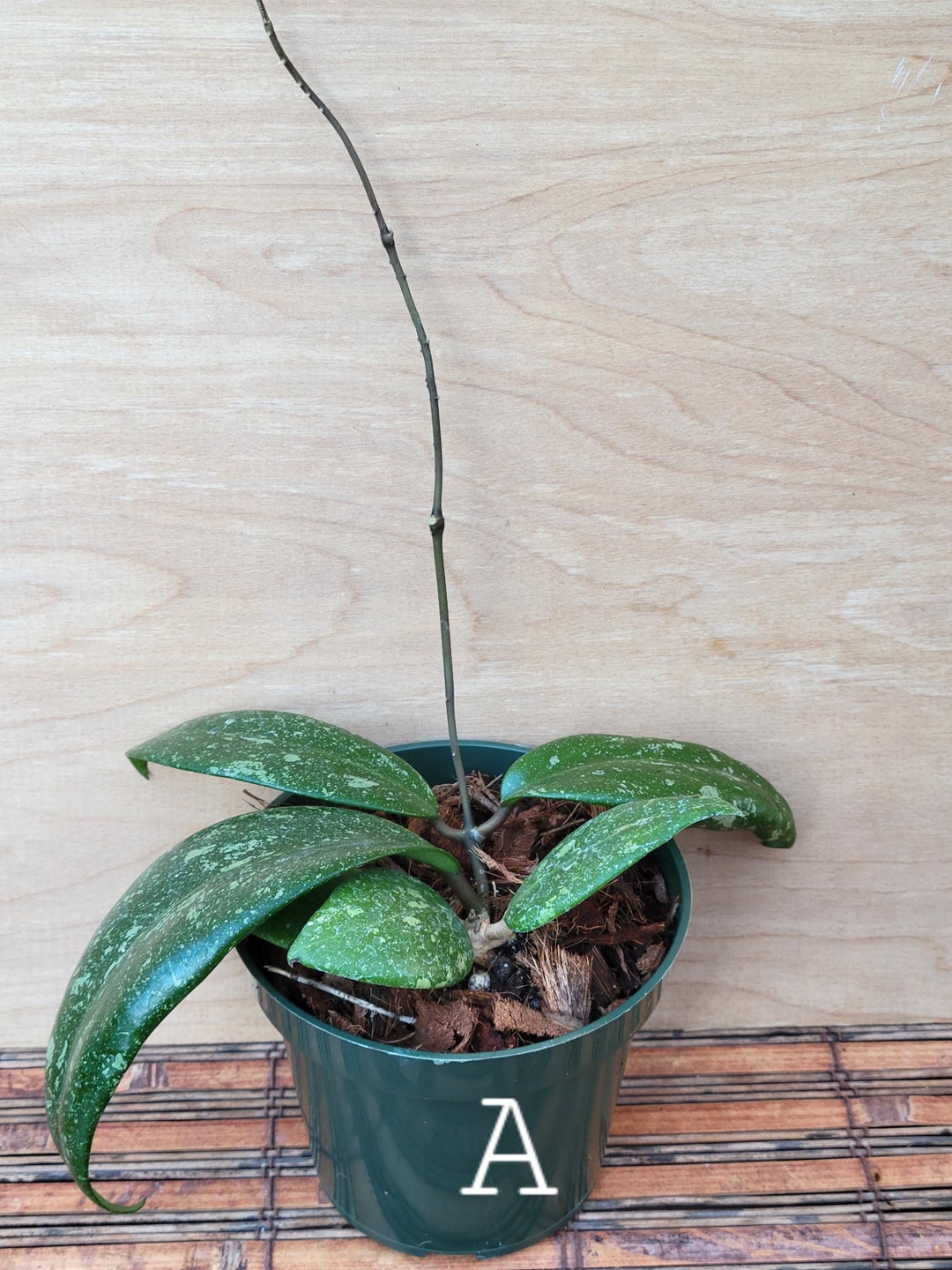 Hoya NAP-03 in 4.25 Inch Pots / Well Established / Exact Plants ...