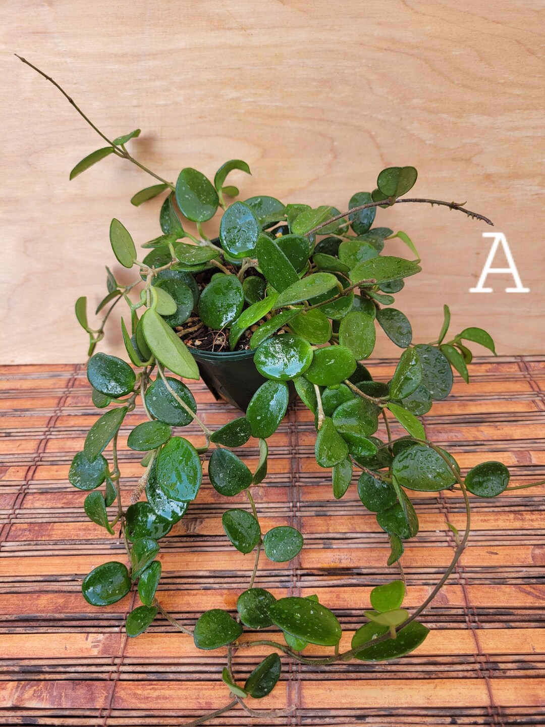 Hoya Mathilde in 4 Inch Pots / Peduncles / Well Established / Exact ...