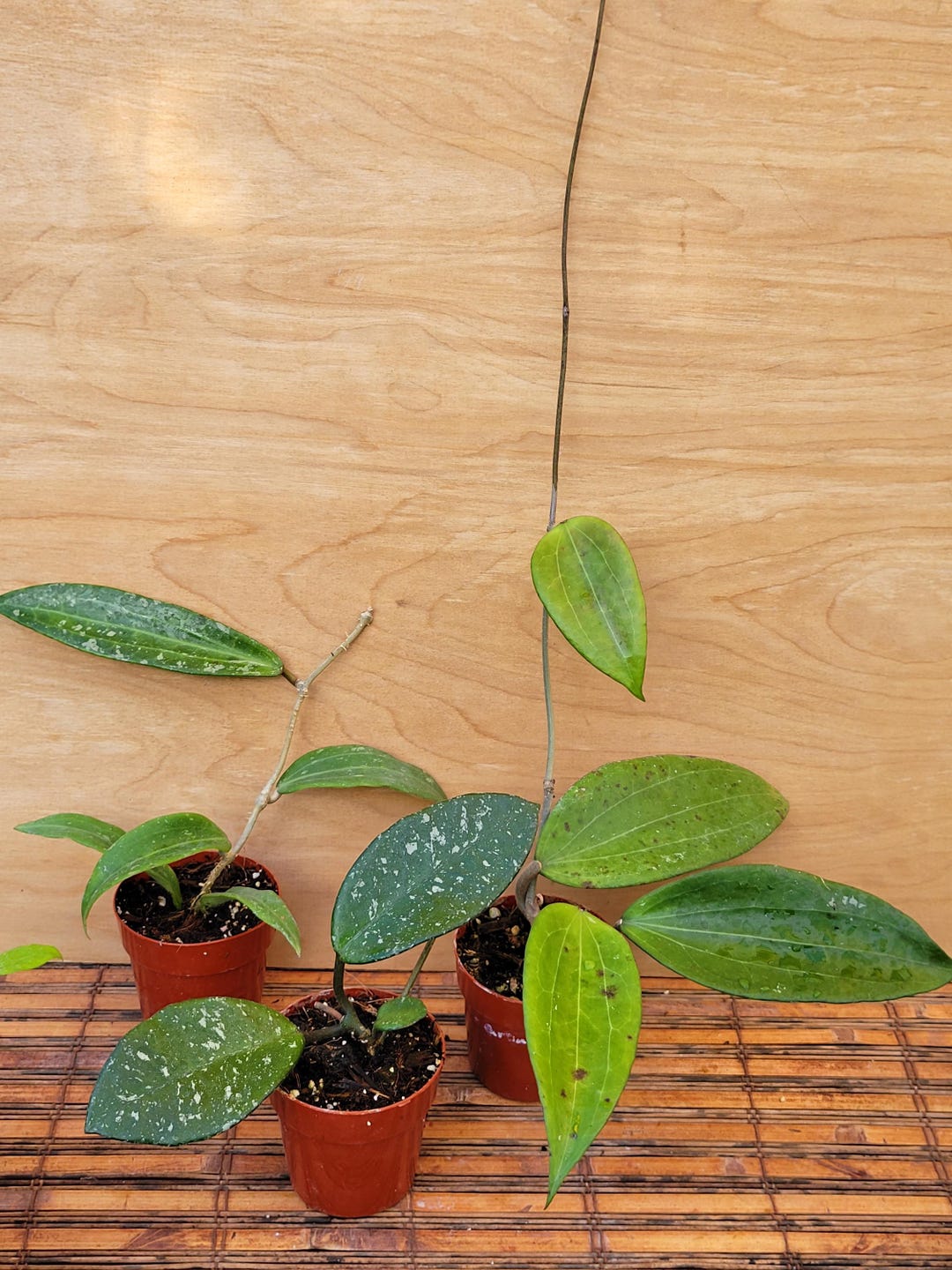 Hoya Set of Three loei Splash, Cinnamomifolia, Millie Sms019 in 3 Inch ...