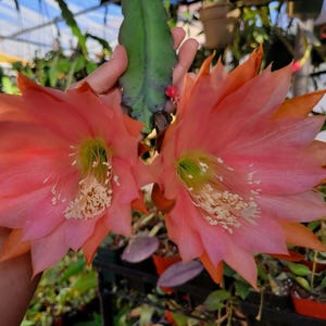 Epiphyllum Holy Family in 4 Inch Pots / Orchid Cactus / Well Rooted ...