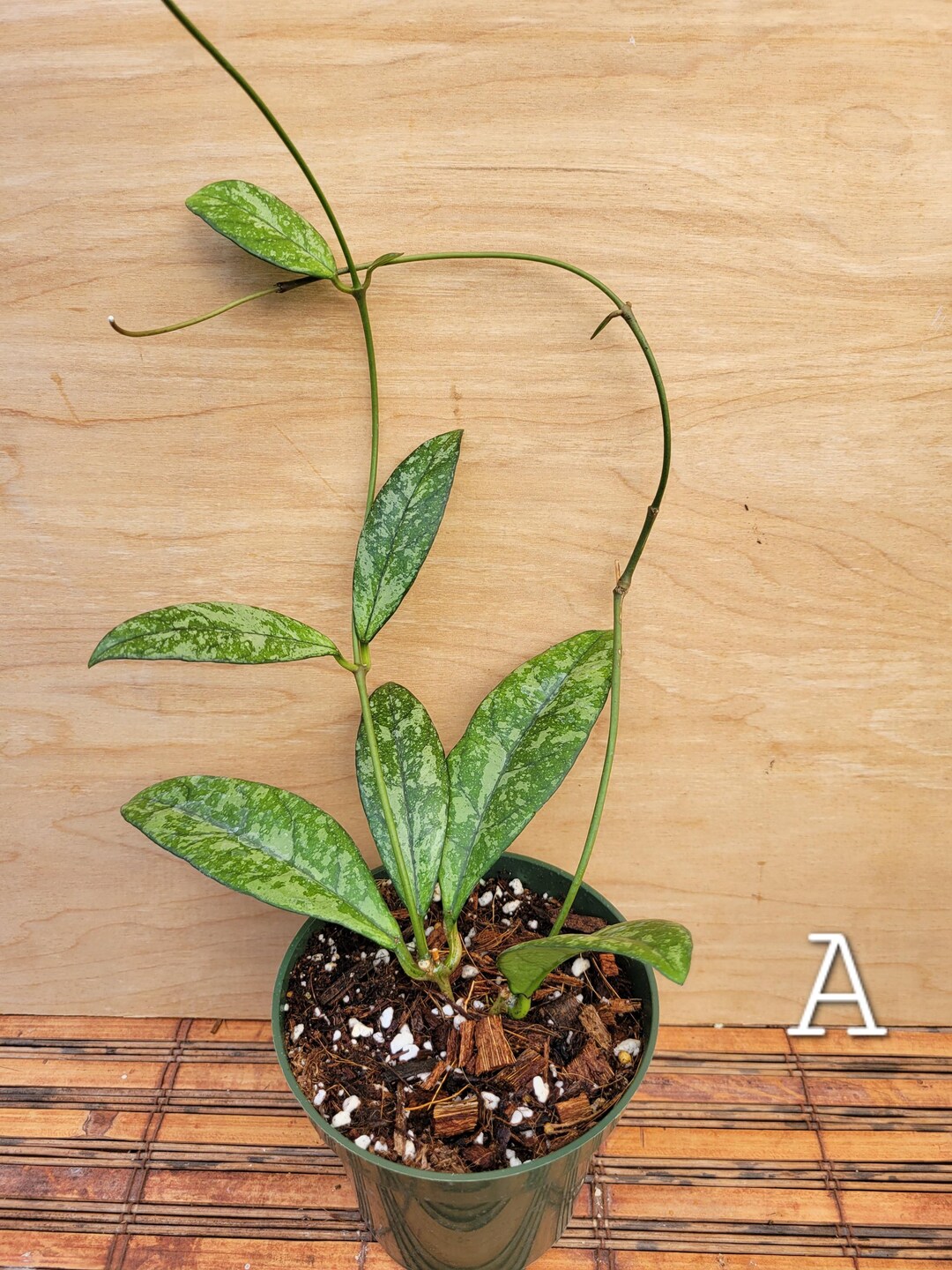 Hoya Crassipetiolata Splash in 4.25 Inch Pots / Well Established ...