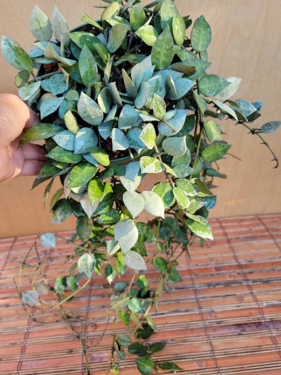 Hoya Krohniana Super Silver and Splash Combo in a 6 Inch Pot / - Etsy