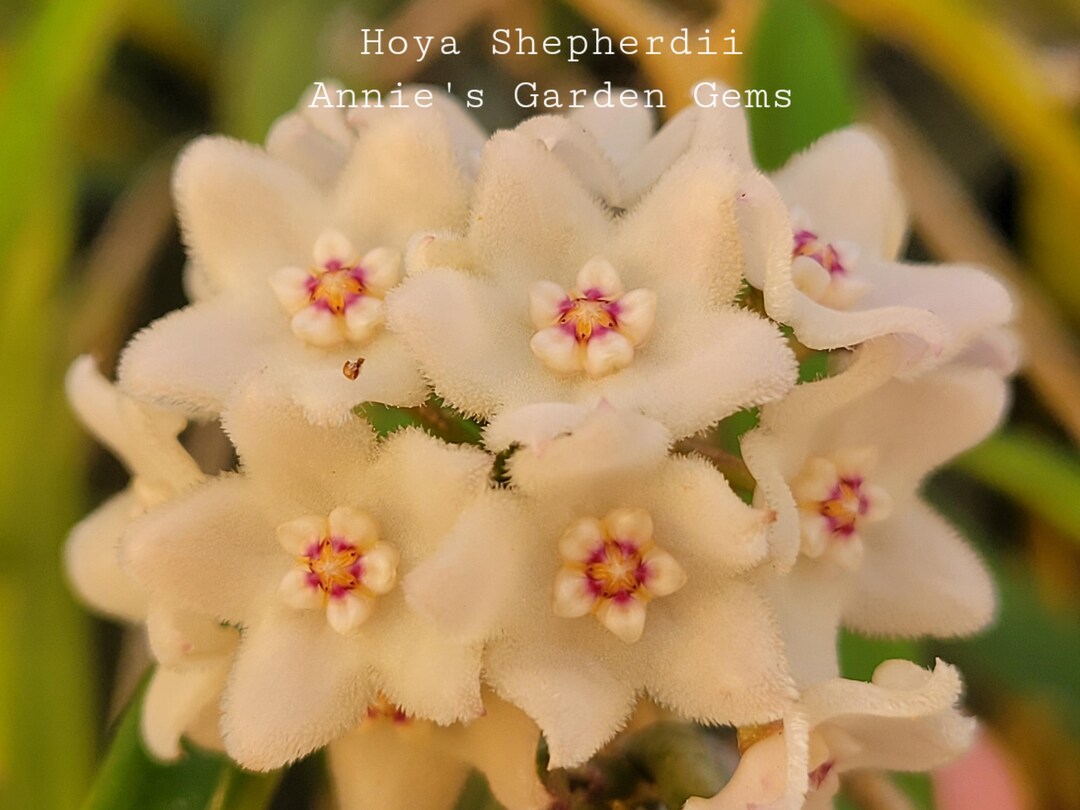 Hoya Shepherdii in 4.25 Inch Pots / Well Established / Easy Care ...