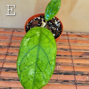 Hoya Irina EPC-964 in 3 Inch Pots / Well Established / Gorgeous Veined ...