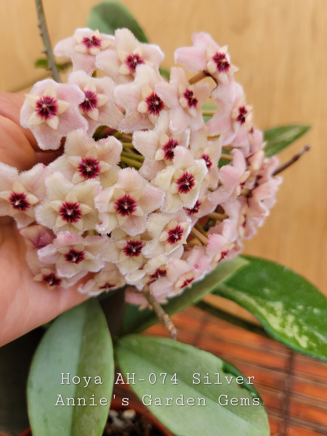 Rare Hoya AH-074 Silver in a 6 Inch Pot / Exact Plant / Well ...