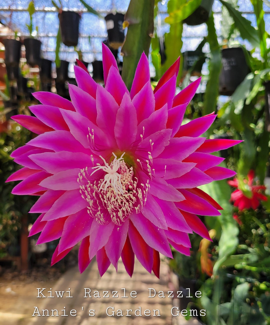 Epiphyllum Kiwi Razzal Dazzal in 4 Inch Pots / Orchid Cactus / Well ...