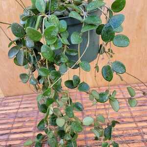 Hoya Mathilde in a 6 Inch Pot / Many Peduncles / Well Established ...