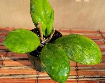 Hoya Larisa Splash - Etsy