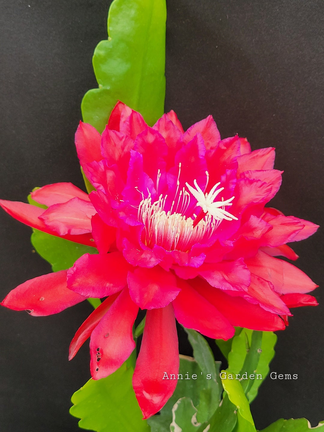 Epiphyllum Kiwi Cardinal King in 4 Inch Pots / Orchid Cactus / Well ...