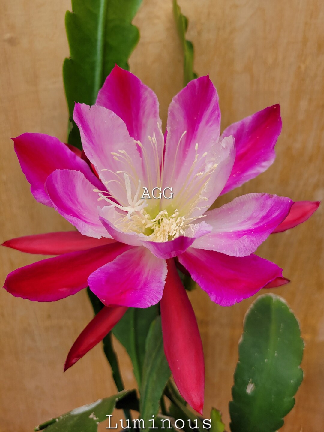 Epiphyllum Luminous in 4 Inch Pots / Exact Plants / Well Rooted ...