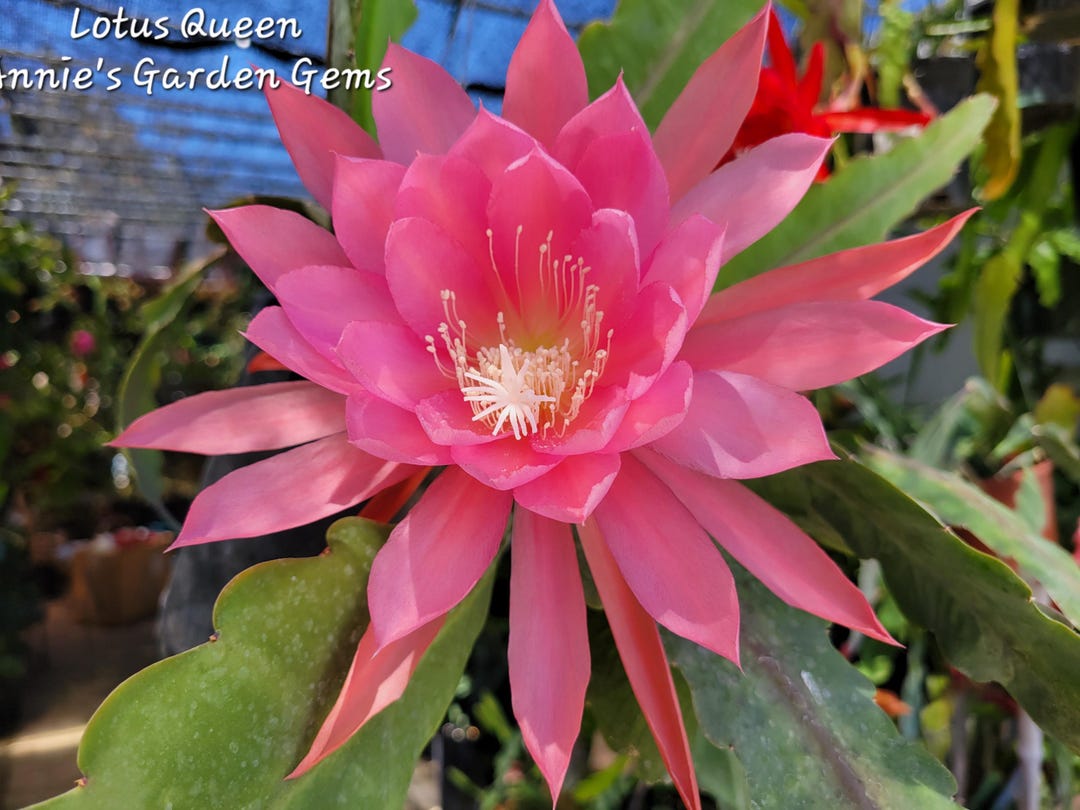 Lotus Queen Epiphyllum Cuttings / Epicactus / Mildly Fragrant Flowers ...