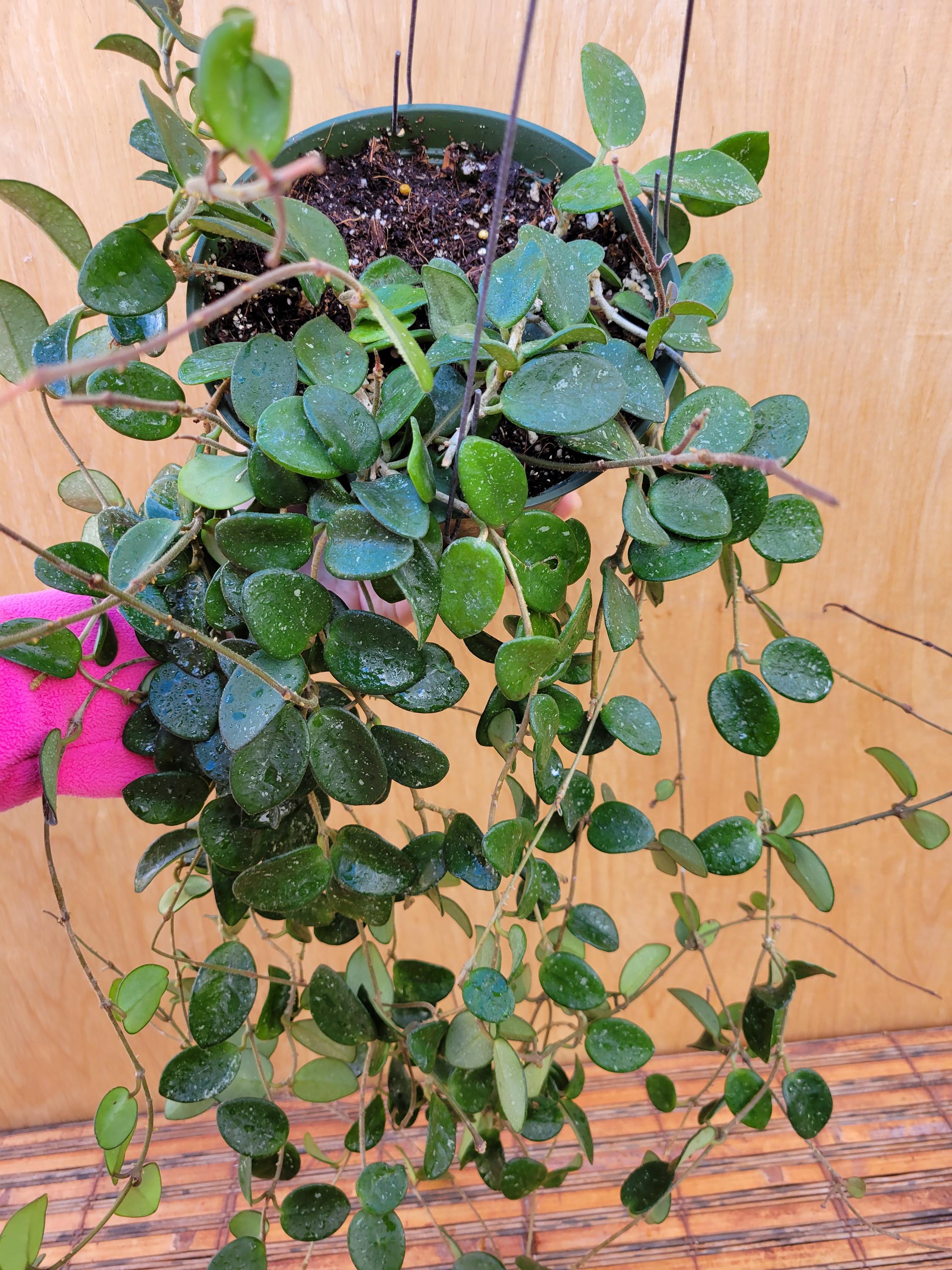 Hoya Mathilde in a 6 Inch Pot / Many Peduncles / Well Established ...
