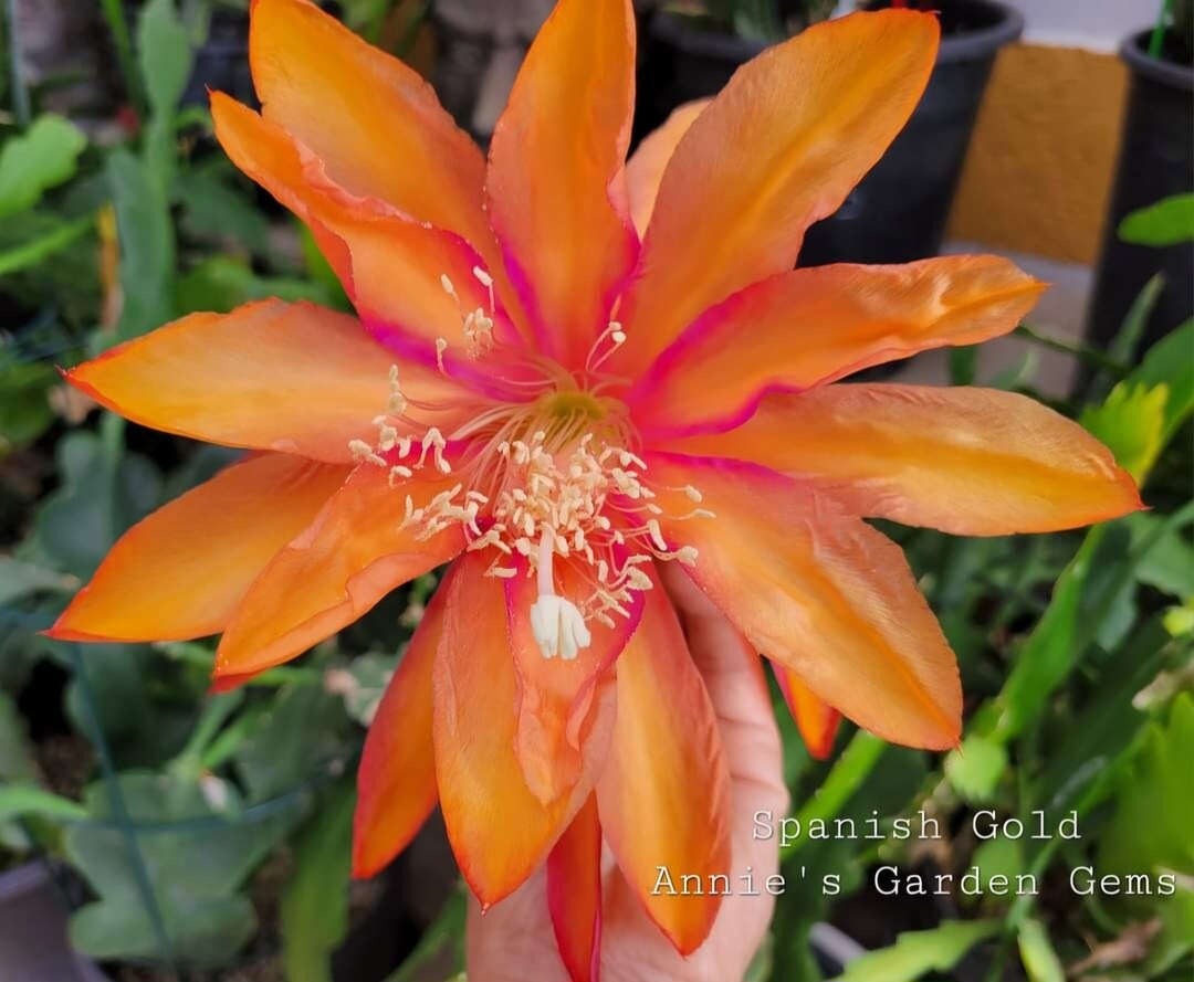 Epiphyllum Spanish Gold in 4 Inch Pots / Well Established / Orchid ...