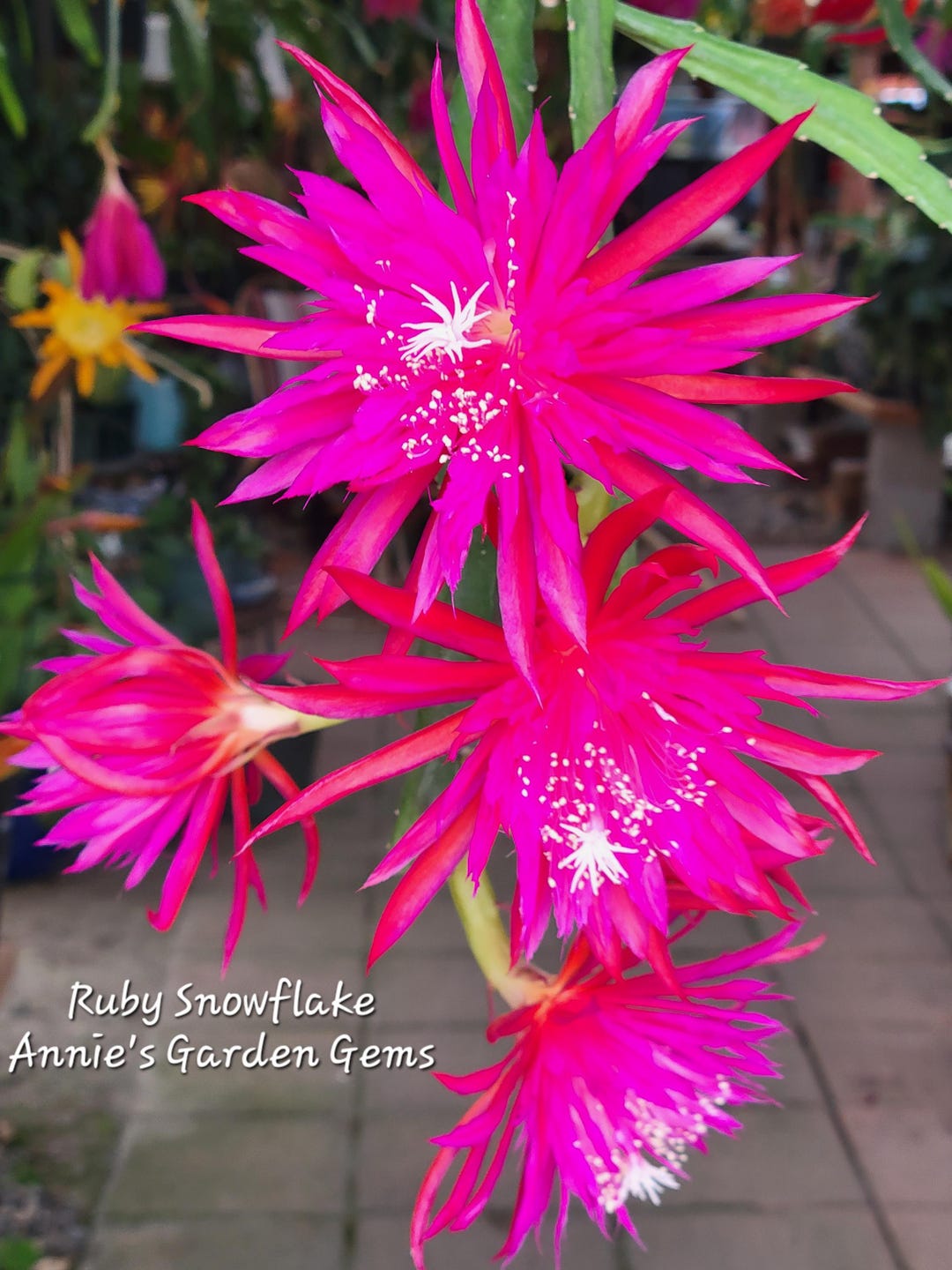 Epiphyllum Ruby Snowflake in 4 Inch Pots / Orchid Cactus / Well Rooted ...