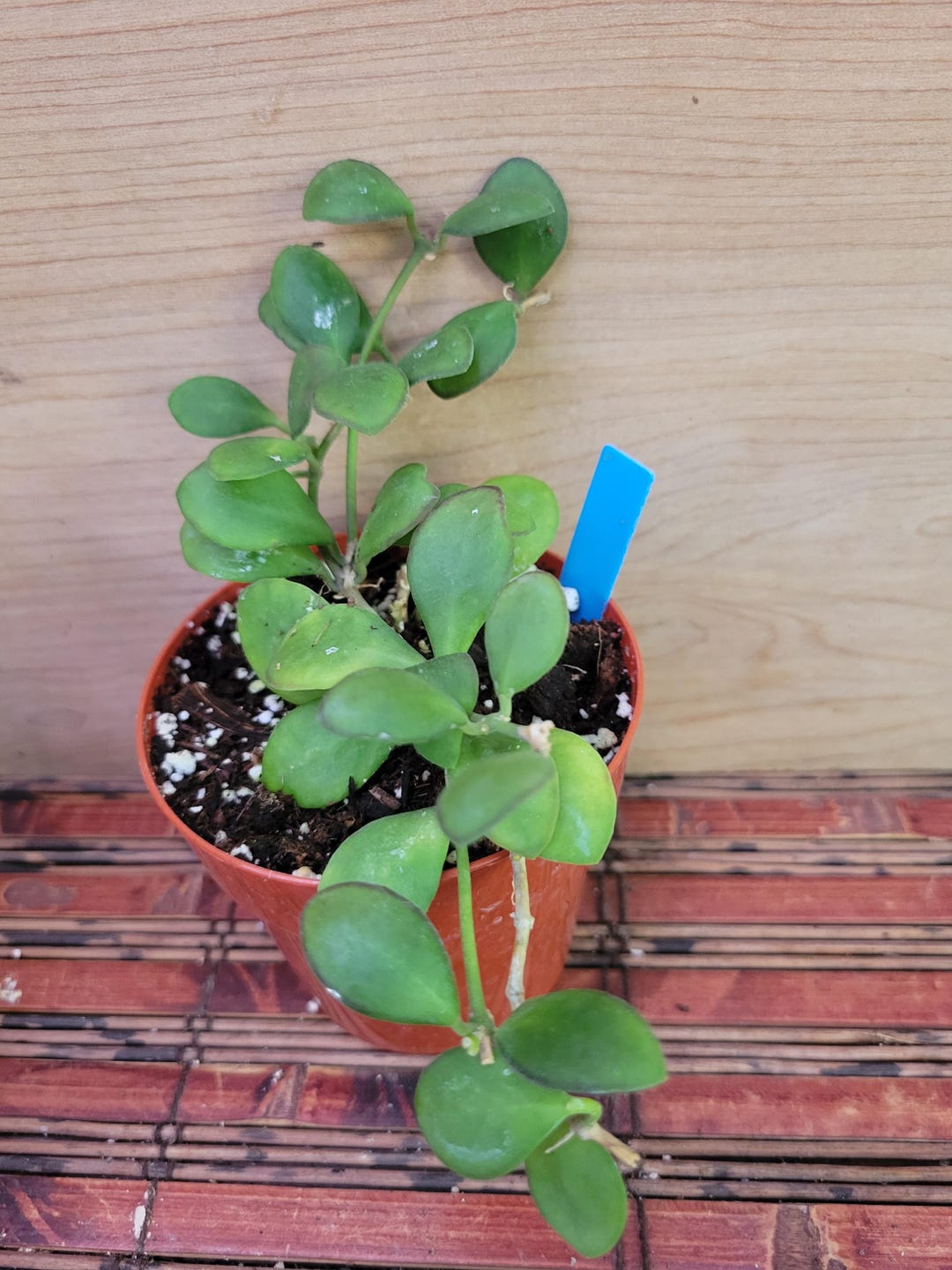 Hoya Panchoi in a 3 Inch Pot / Well Established / Gorgeous Burgundy ...
