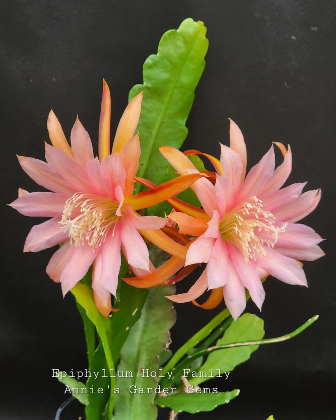 Epiphyllum Holy Family in 4 Inch Pots / Orchid Cactus / Well Rooted ...