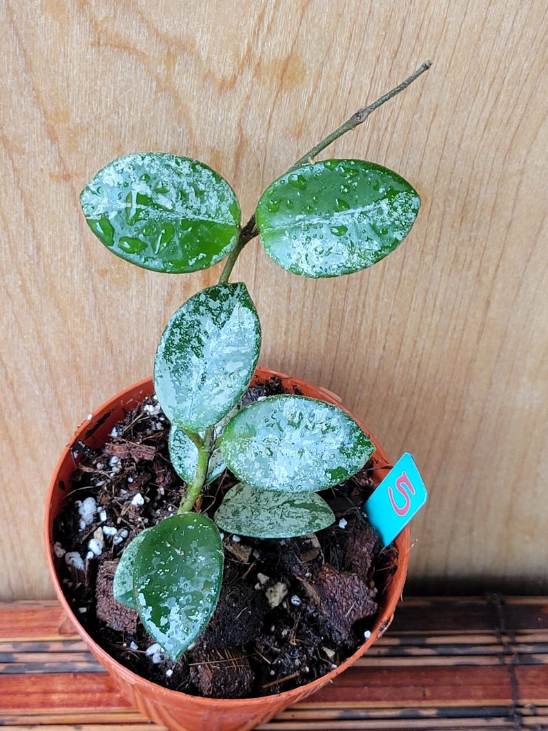 Hoya Mathilde Splash in a 3 Inch Pot / Well Established / Beautiful ...
