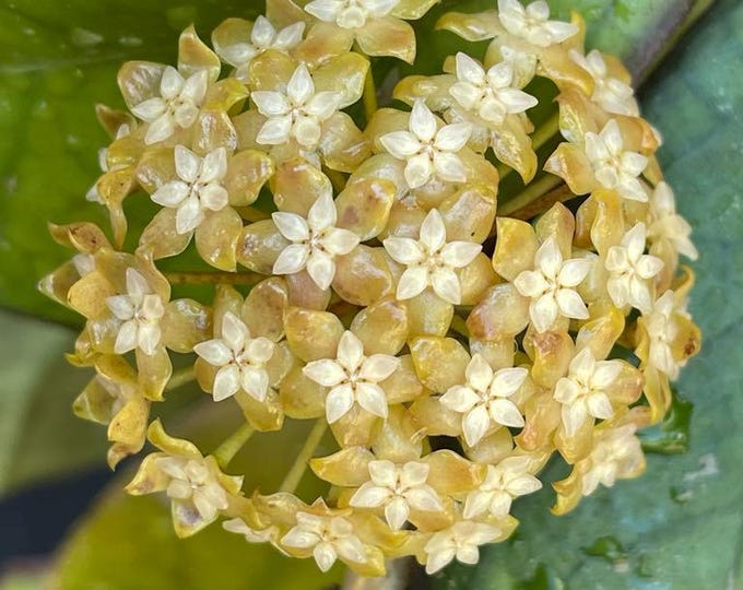 Hoya Leonensis in a 6 Inch Pot / Gorgeous Veined Leaves / Well ...