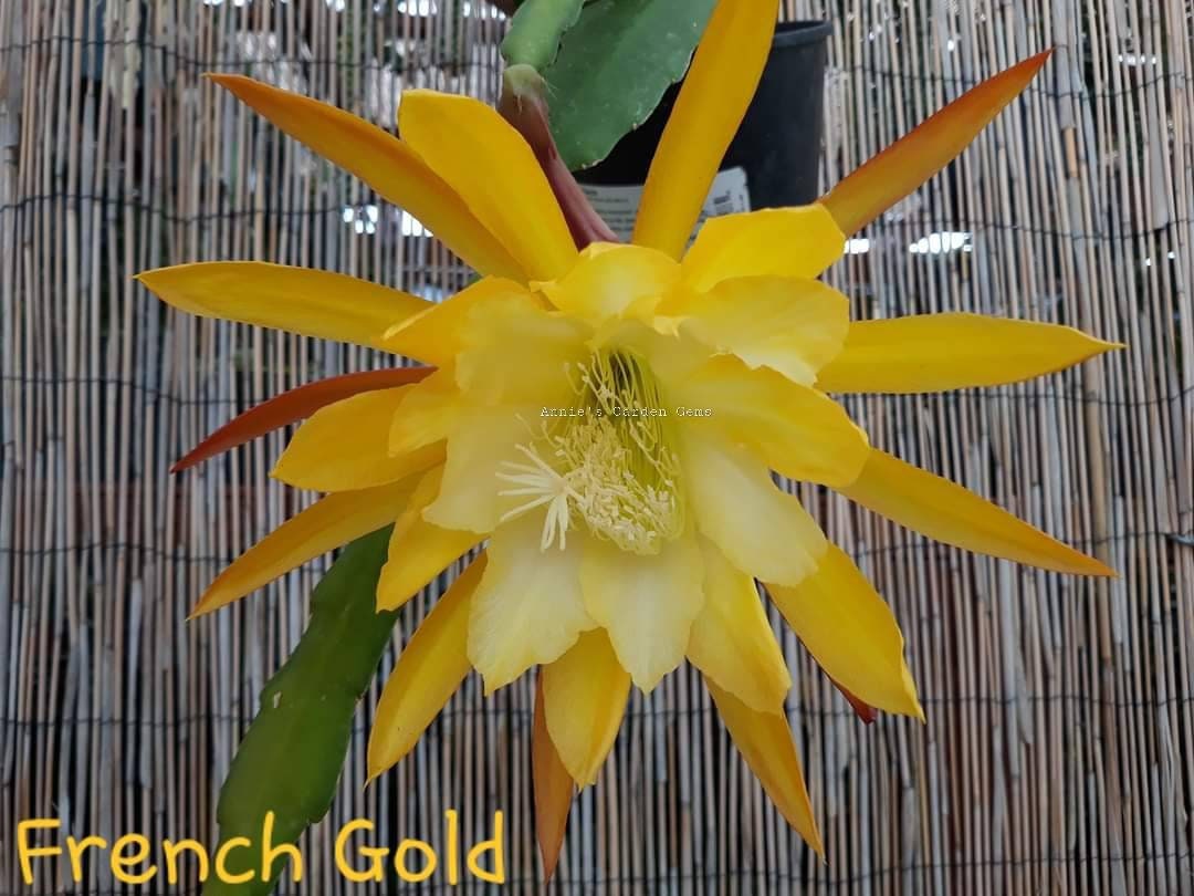 Epiphyllum French Gold in 4 Inch Pots / Well Rooted / Orchid Cactus ...