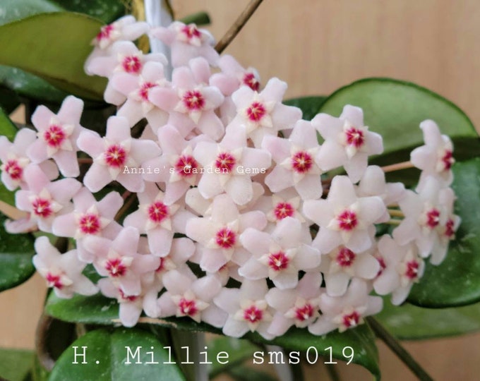 Hoya Millie Sms 019 in 4.5”pots - Rare Hoya - Wax Plant - Attractive ...