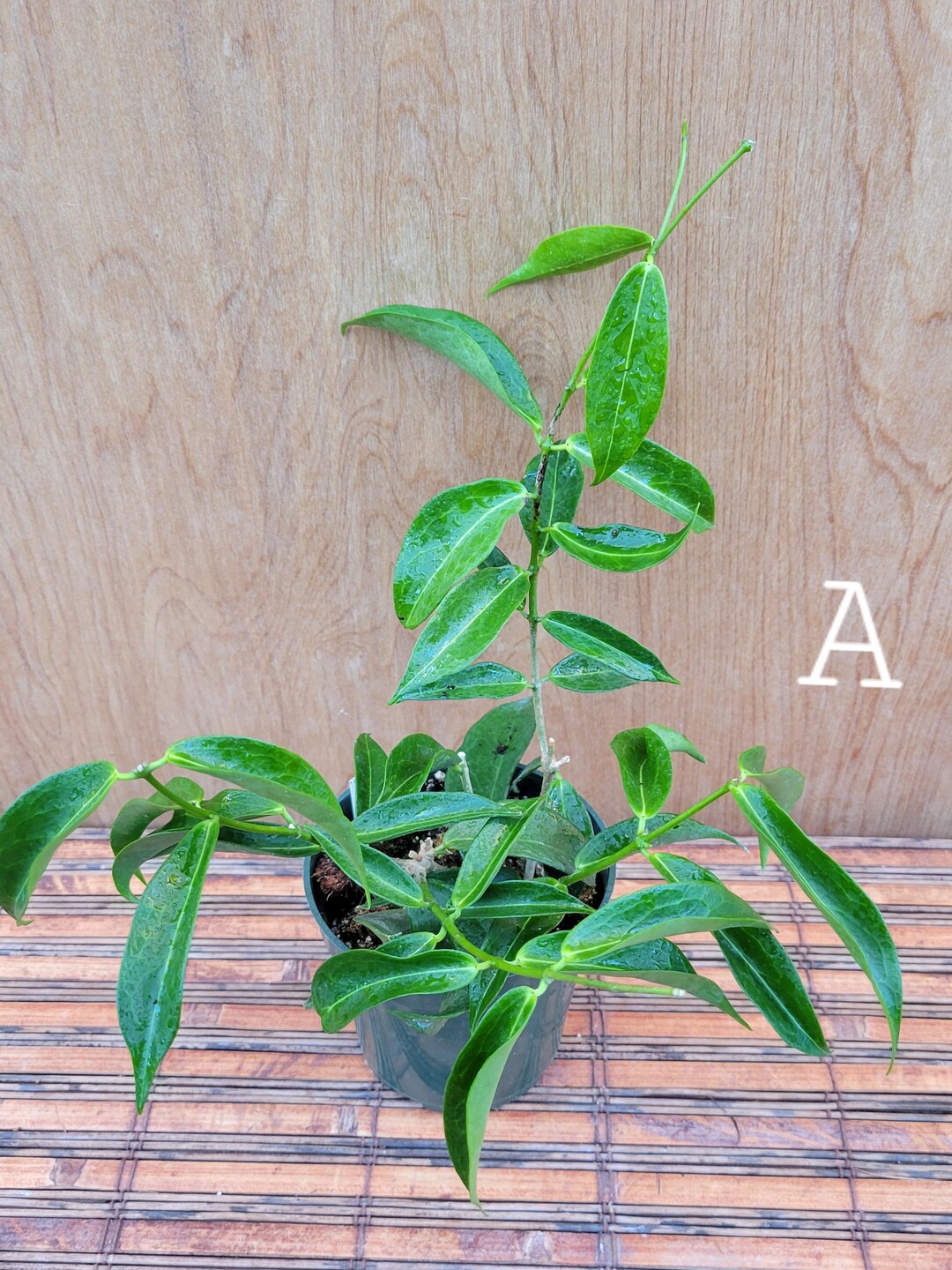 Hoya Rubida in 4 Inch Pots / Well Established / Exact Plants - Etsy