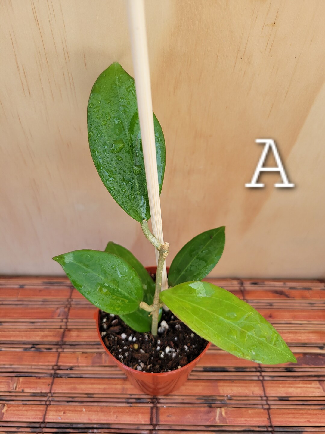 Hoya Sp. Daniel LSH 07-001 in 3 Inch Pots / Well Established / - Etsy