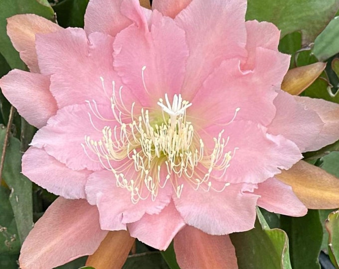 Epiphyllum Doris W. Pittman in 4 Inch Pots / Orchid Cactus / Well ...