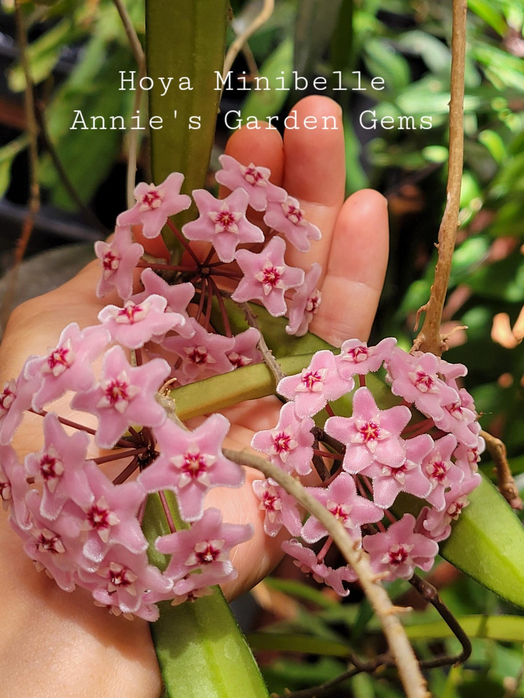 Hoya Minibelle in 4.25 Inch Pots / Thick Green Leaves / Exact Plants ...