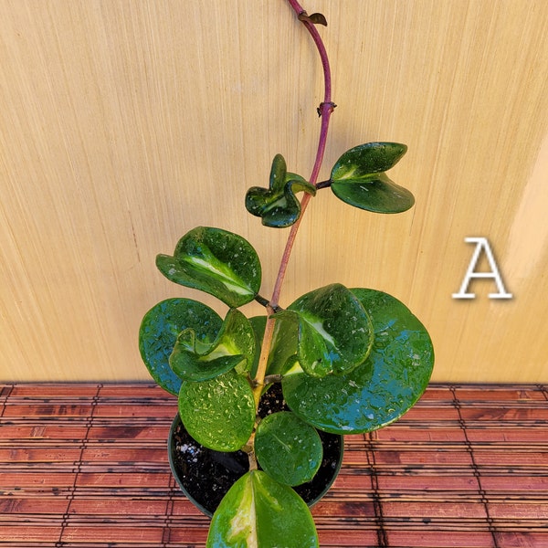 Hoya Obovata Variegated Splash - Etsy