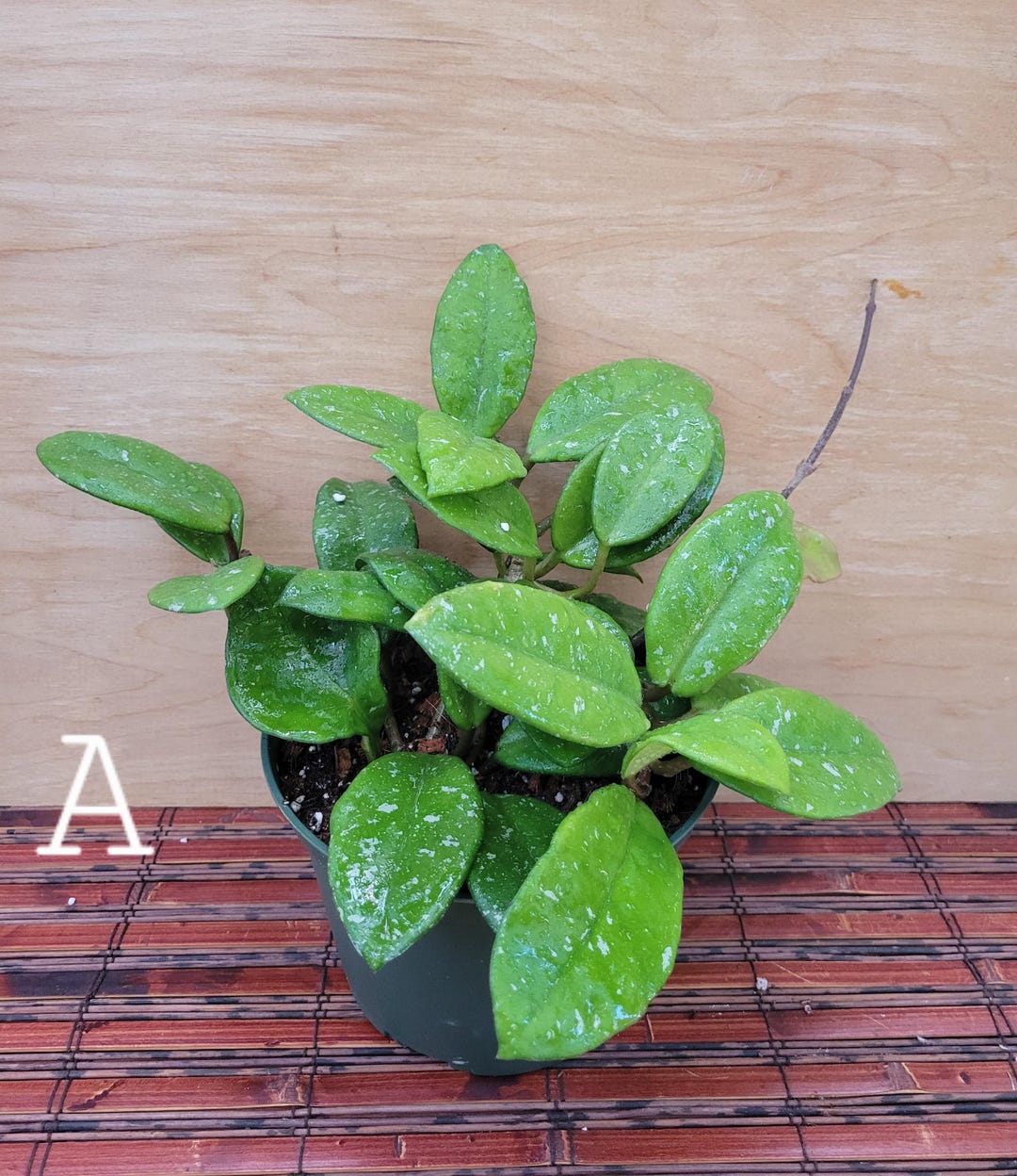 Hoya Millie Sms019 in 6 Inch Pots / Exact Plants / Beautiful Flowers ...