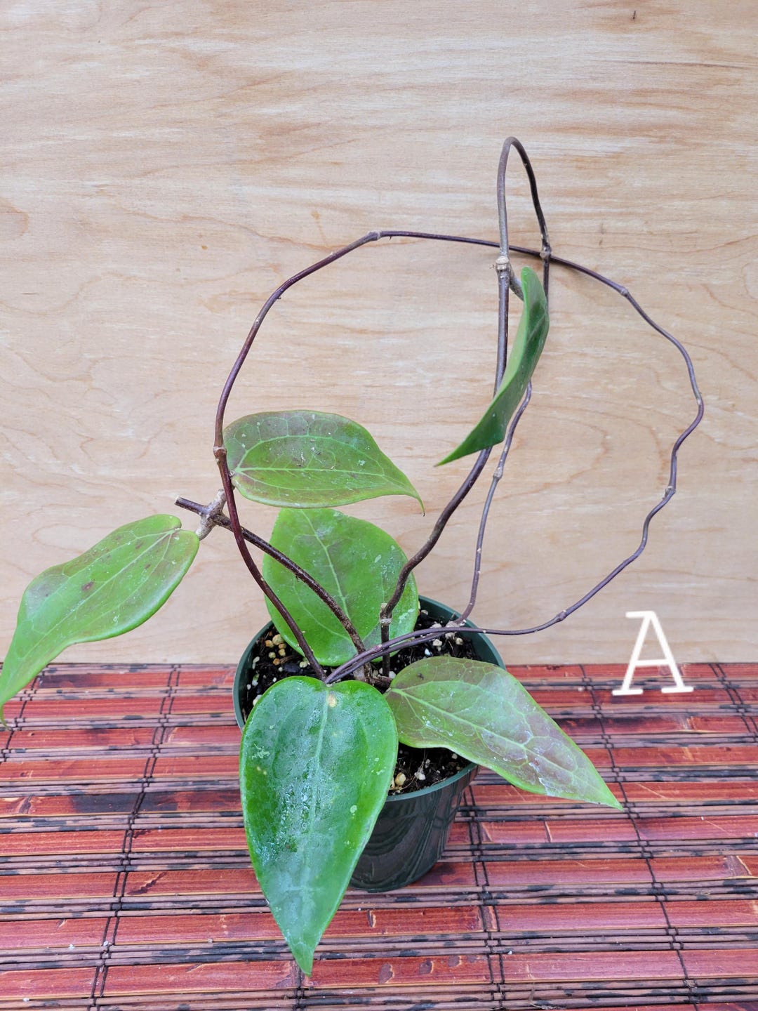 Hoya Sp. 22 Khao Yai in 4.25 Inch Pots / Exact Plants / Well ...