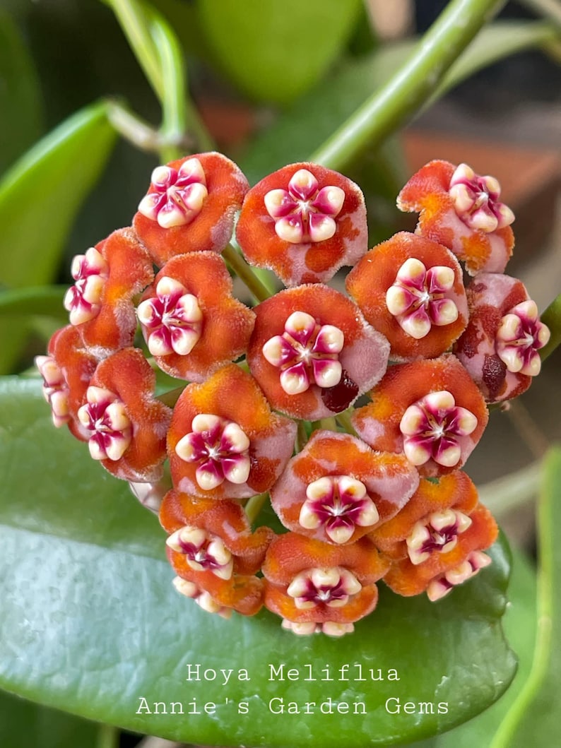 Hoya Meliflua in a 4.5 Inch Pot / Beautiful Flowers / Well Established ...