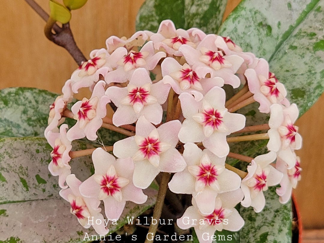 Hoya Wilbur Graves