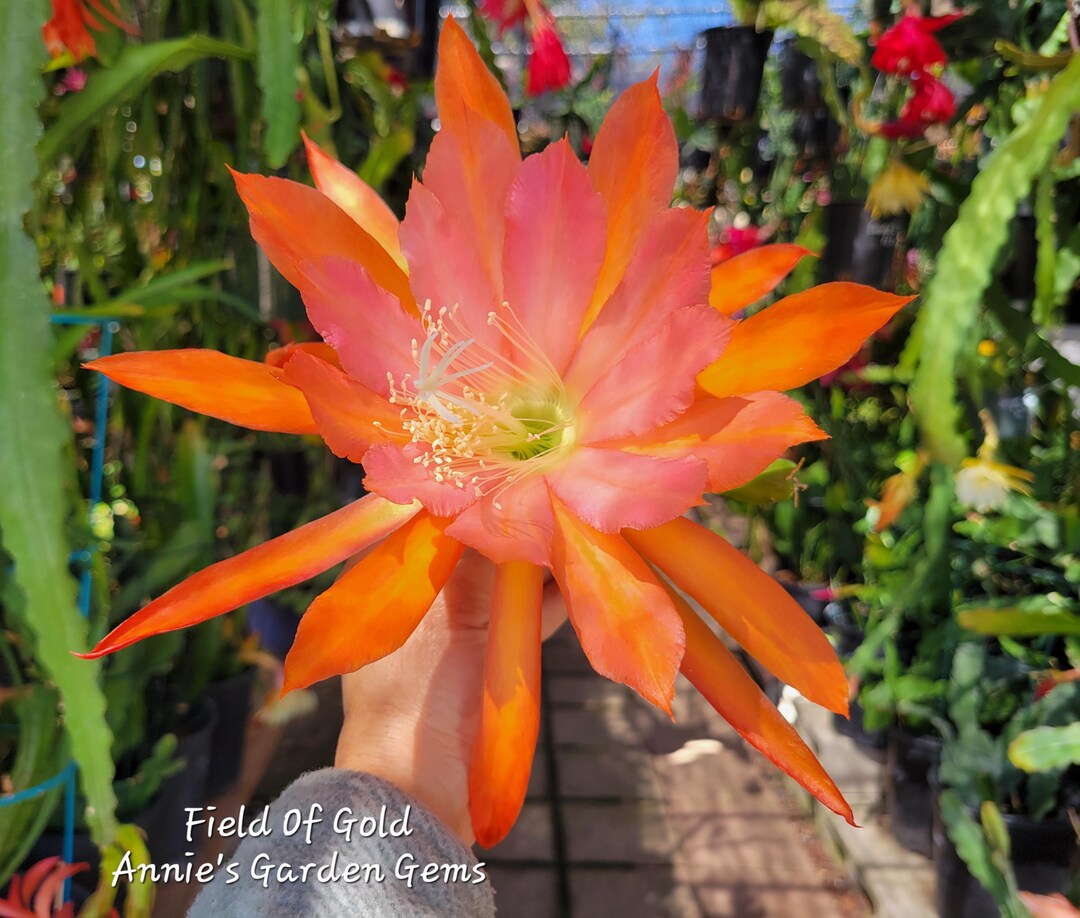 Epiphyllum Field of Gold Cuttings / Large Flowers / Orchid Cactus ...