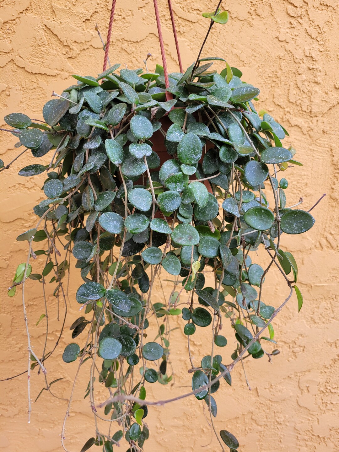 Hoya Mathilde in a 6 Inch Hanging Pot / Blooming Size / XXL / Many ...